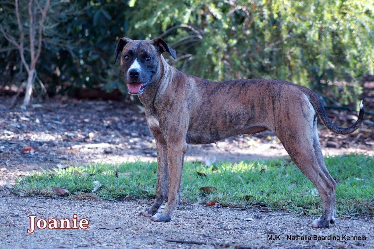 Joanie - Large Female Boxer x Whippet Mix Dog in VIC - PetRescue