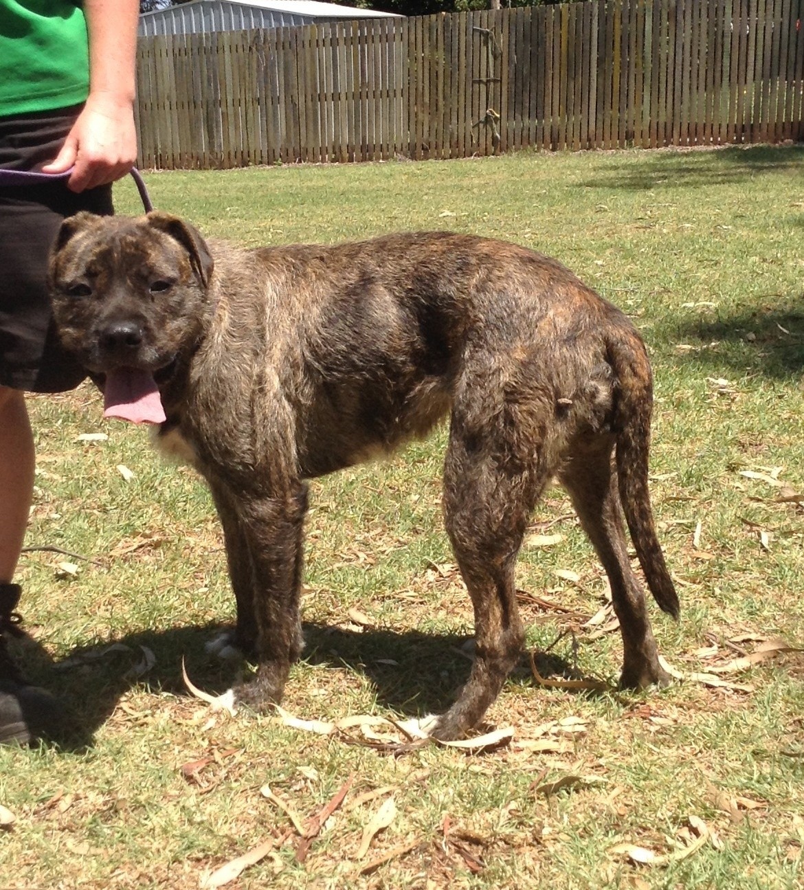 Stella - Large Female Boxer x Irish Wolfhound Mix Dog in QLD - PetRescue