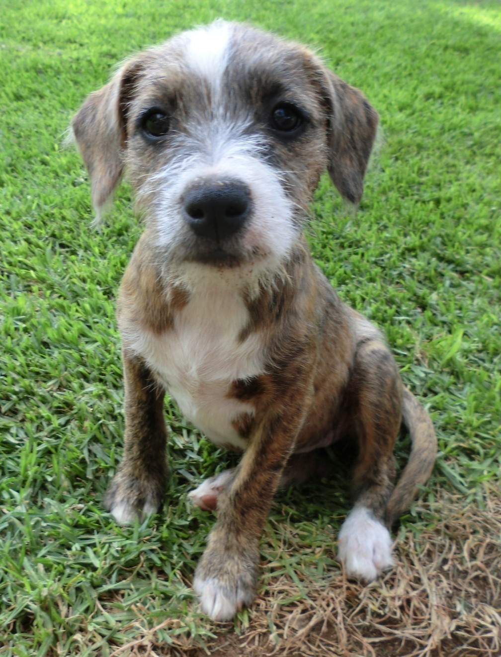 Sienna *On Trial in Her New Home* - Small Female Maltese x Shih Tzu x ...