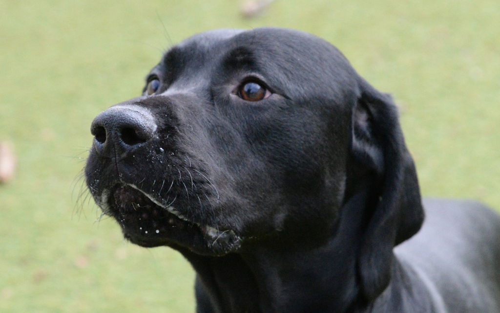 Apollo - Large Male German Shorthaired Pointer x Rottweiler Mix Dog in ...