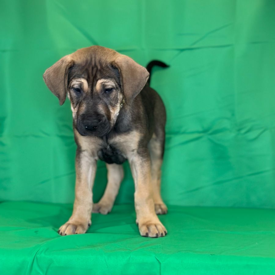Parrot - Large Female Ridgeback x Mastiff Mix Dog in NSW - PetRescue