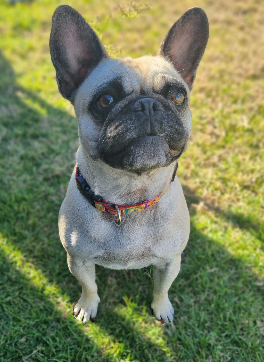Eevie - Small Female French Bulldog x Pug Mix Dog in QLD - PetRescue