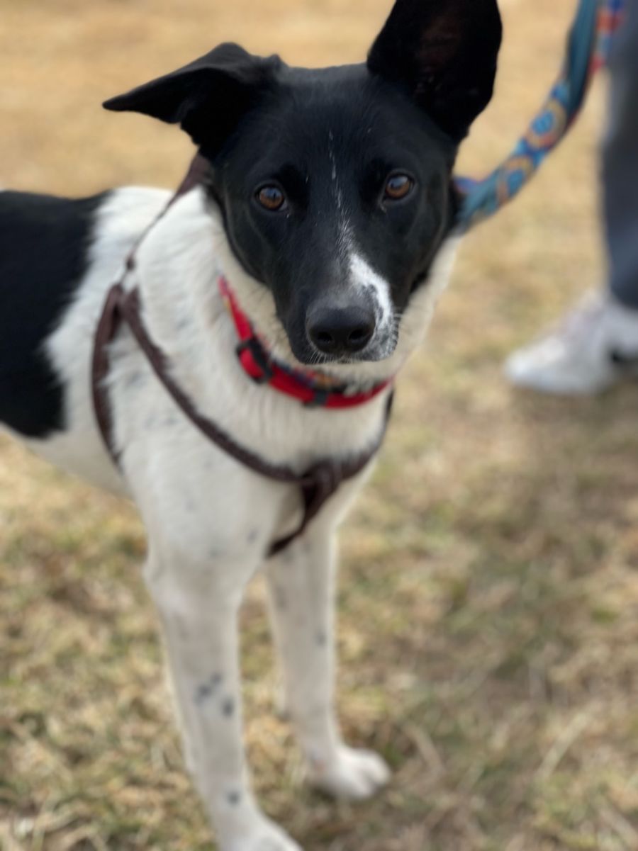 Wanda - Medium Female Border Collie Mix Dog in QLD - PetRescue