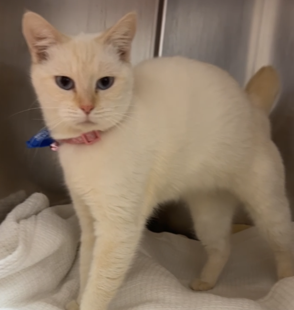 Ahsoka - Female Ragdoll Mix Cat in QLD - PetRescue