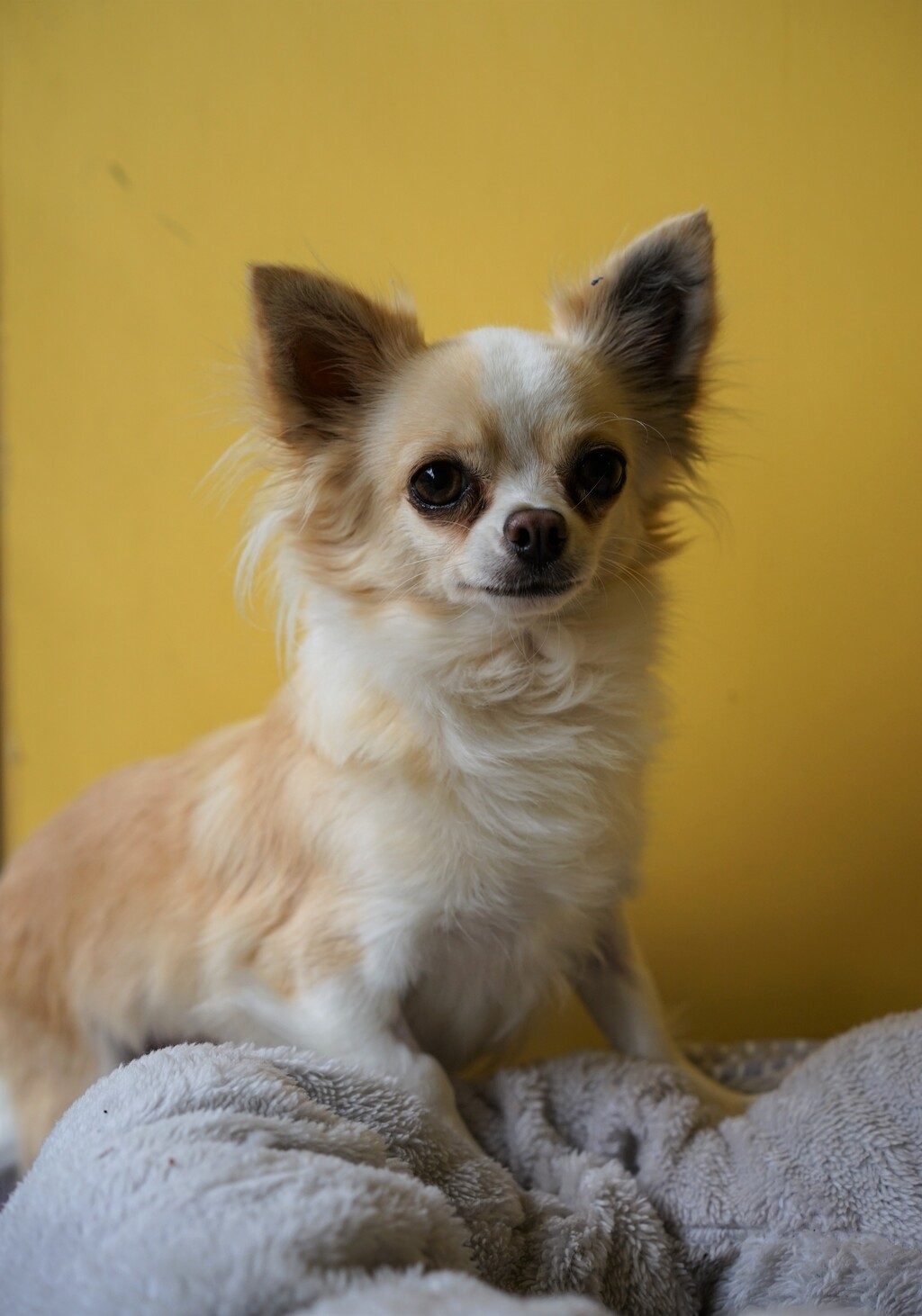 Kerri - Small Female Long Hair Chihuahua Mix Dog in QLD - PetRescue