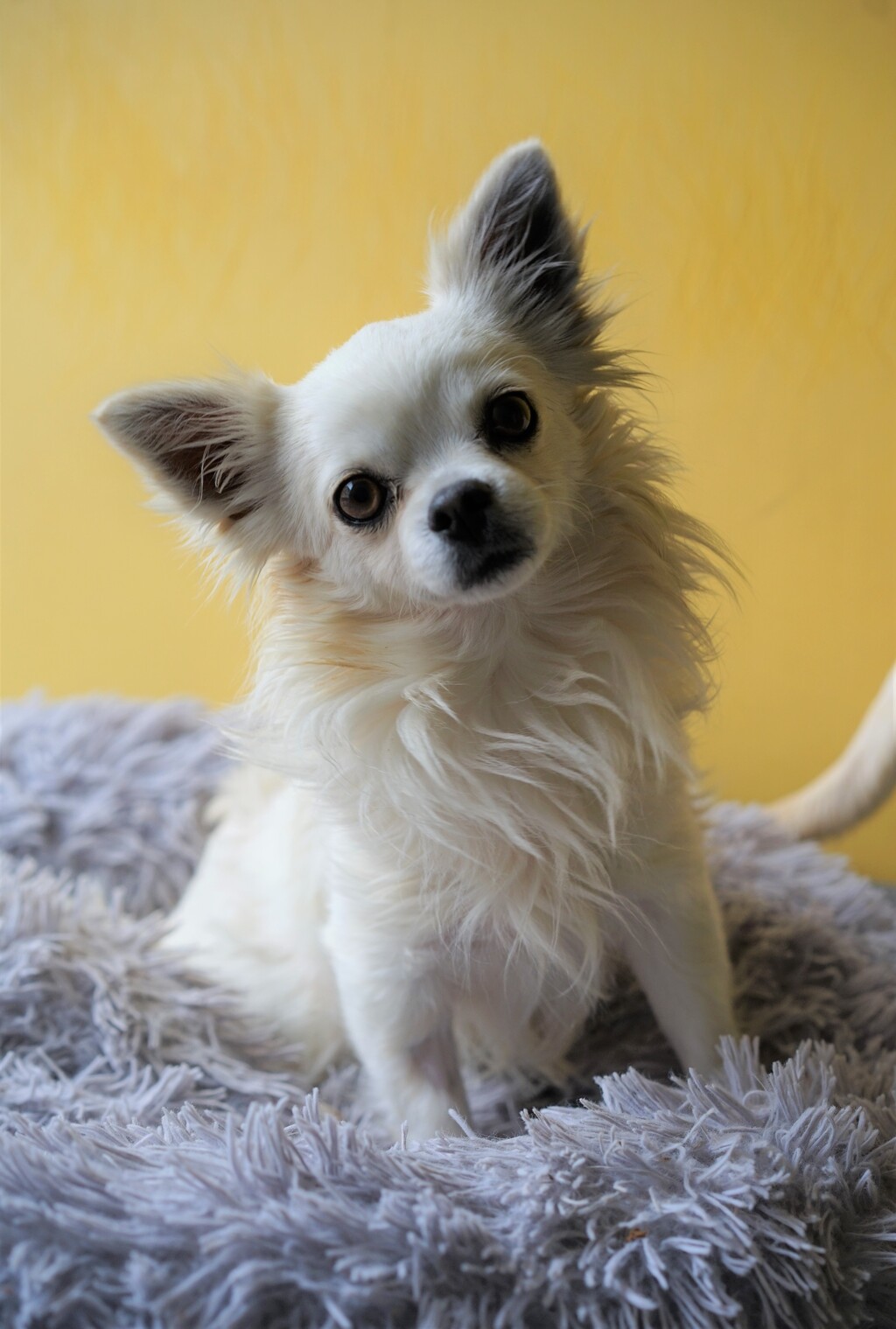 Dusty Darling - Small Male Long Hair Chihuahua Mix Dog in QLD - PetRescue