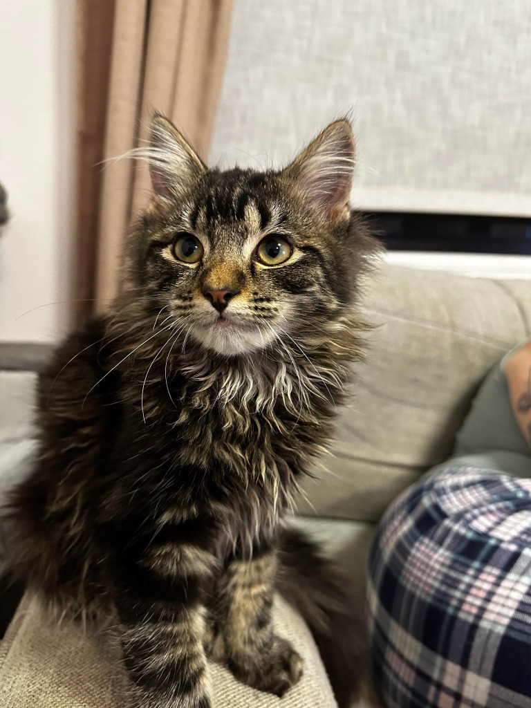 Davy Jones - Male Domestic Long Hair x Maine Coon Mix Cat in QLD ...