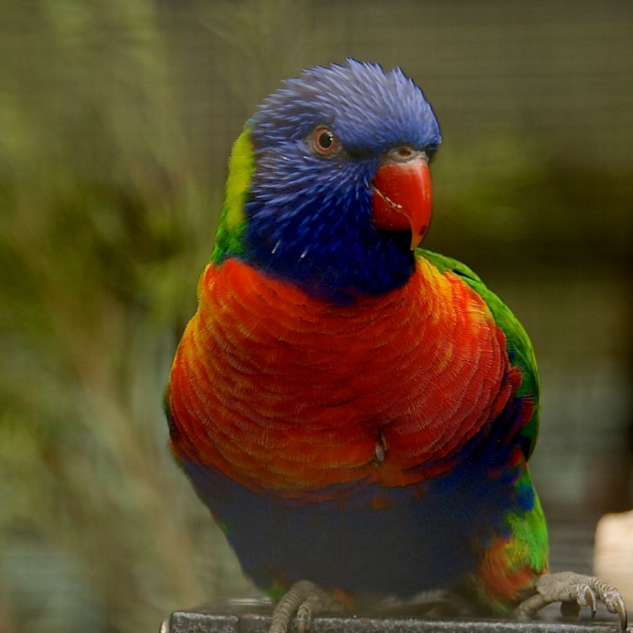 Calypso - Male Bird in NSW - PetRescue