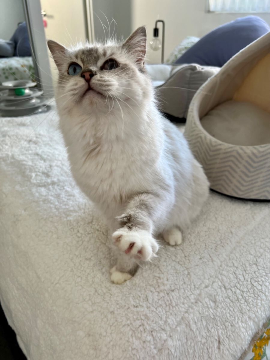 Violet - Female Ragdoll Cat in NSW - PetRescue