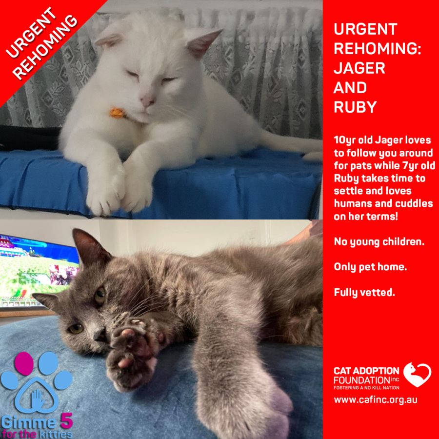 Jager and Ruby Private Rehoming No Charge! - Female Domestic Short Hair Cat in SA - PetRescue