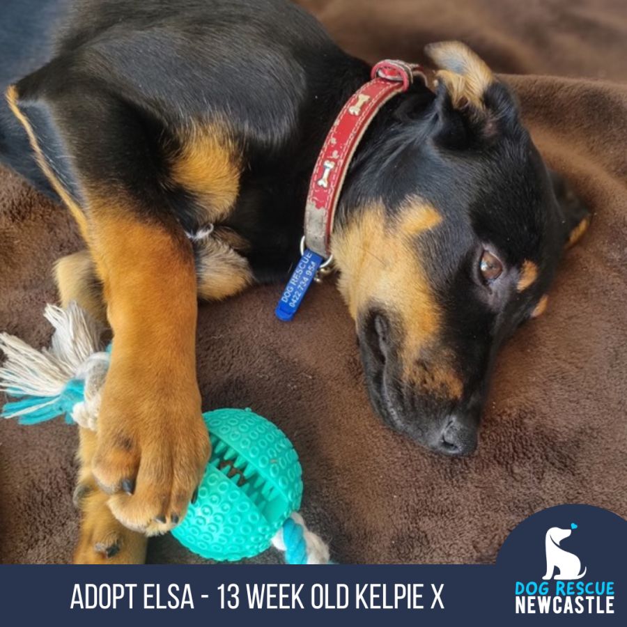 Elsa - 3 Month Old Kelpie X (Trial) - Medium Female Kelpie Mix Dog in ...
