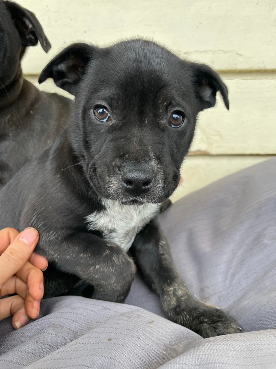 Bones - Large Male Italian Corso Dog Mix Dog in VIC - PetRescue