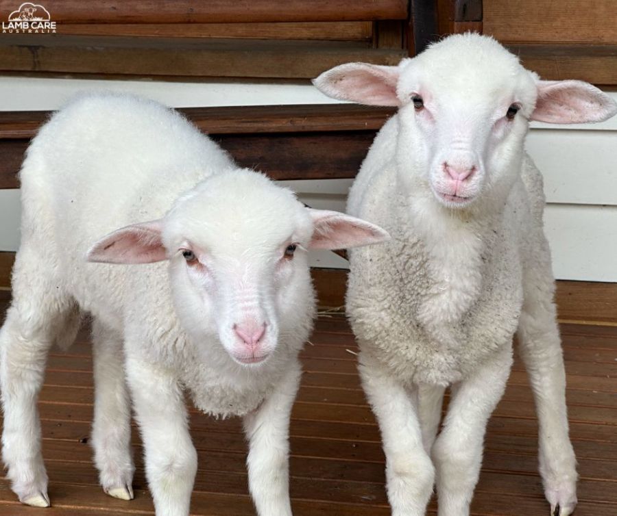 Benetta and Dottie - Female Sheep in VIC - PetRescue