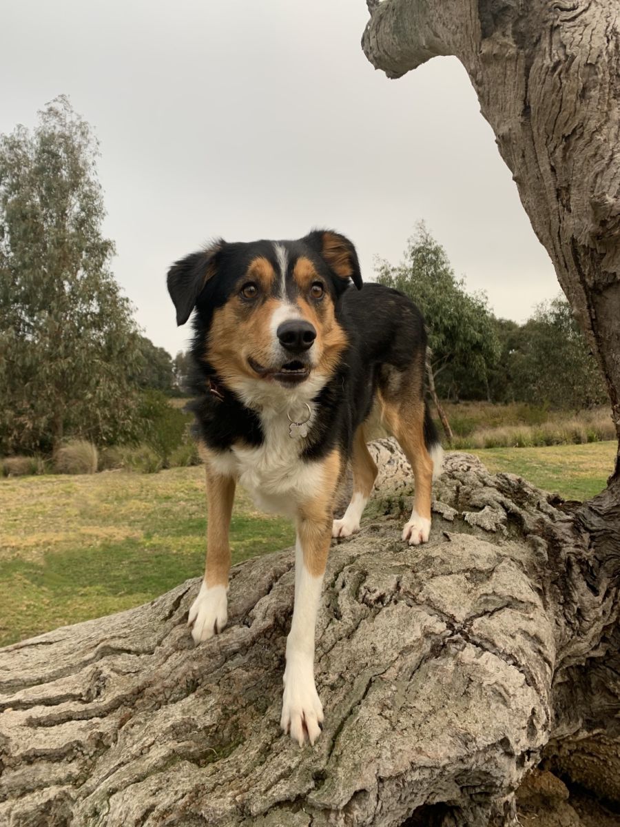Colin - Medium Male Border Collie Dog in VIC - PetRescue