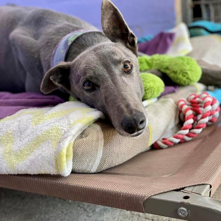 Chaka Khan - Large Female Greyhound Dog in NSW - PetRescue