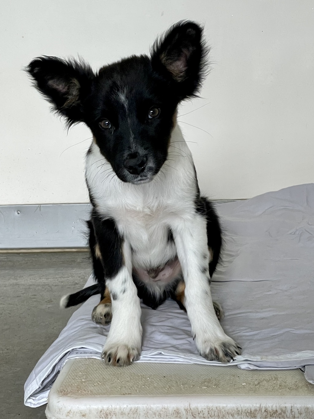 Opie - Medium Male Kelpie Dog in VIC - PetRescue