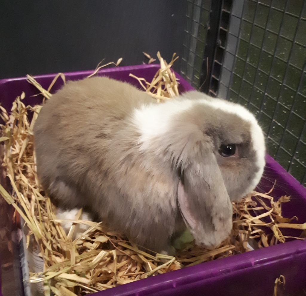 Ivan - Male English Lop Rabbit in VIC - PetRescue