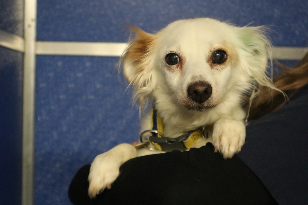 Tilly - Small Female Terrier Mix Dog in VIC - PetRescue