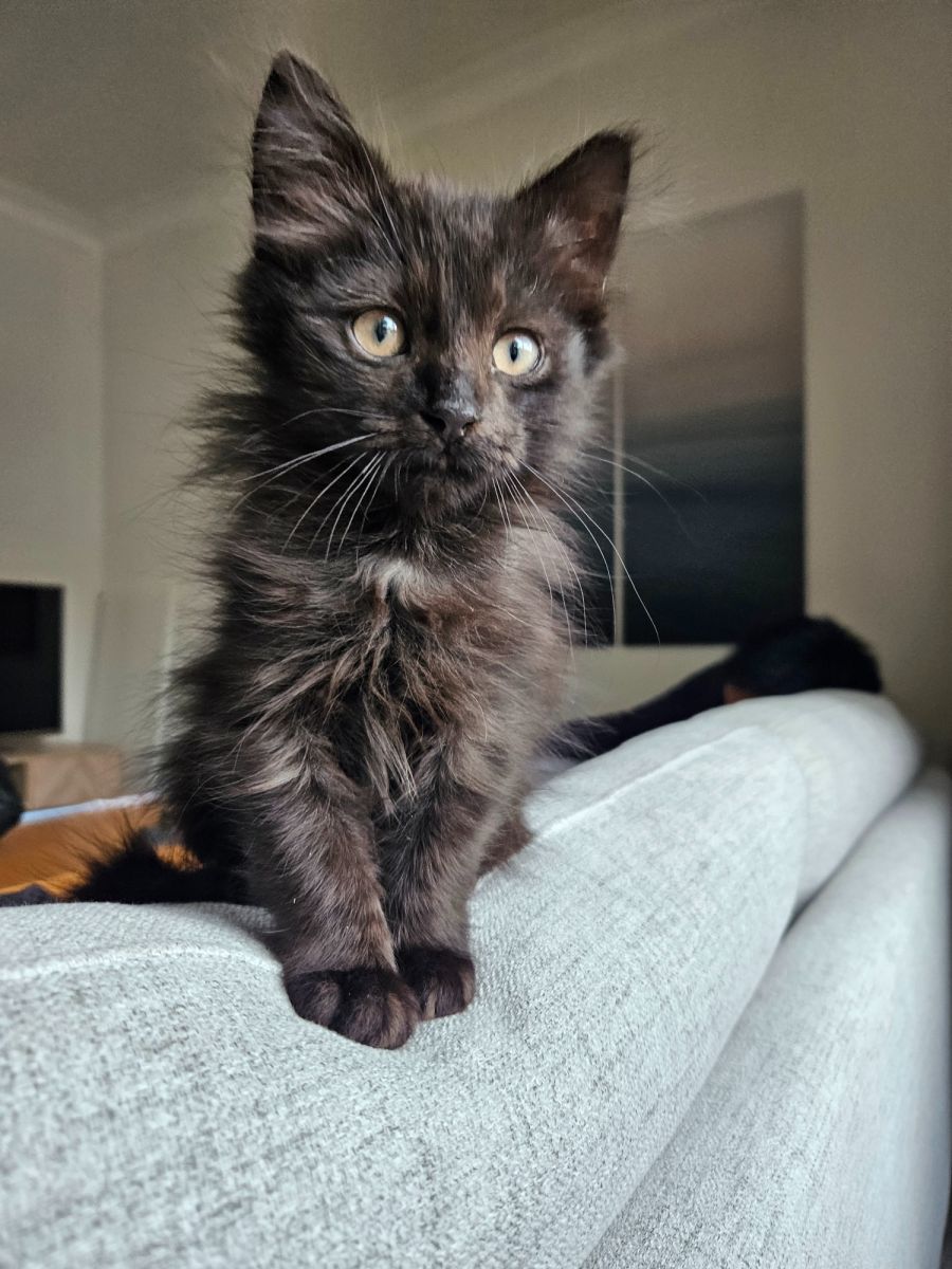 Bobbin - Male Domestic Short Hair Cat in NSW - PetRescue