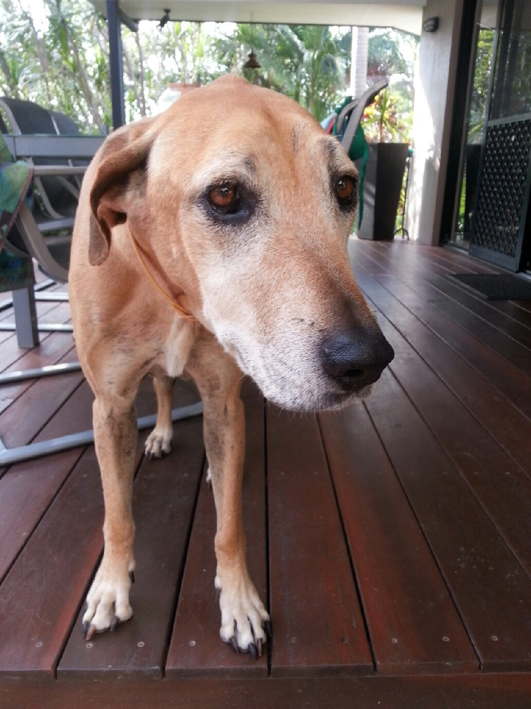 Bella - Large Female Rhodesian Ridgeback Dog in QLD - PetRescue