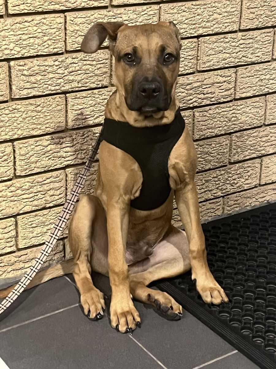 Maverick - Medium Male Staffordshire Bull Terrier x Belgian Shepherd ...