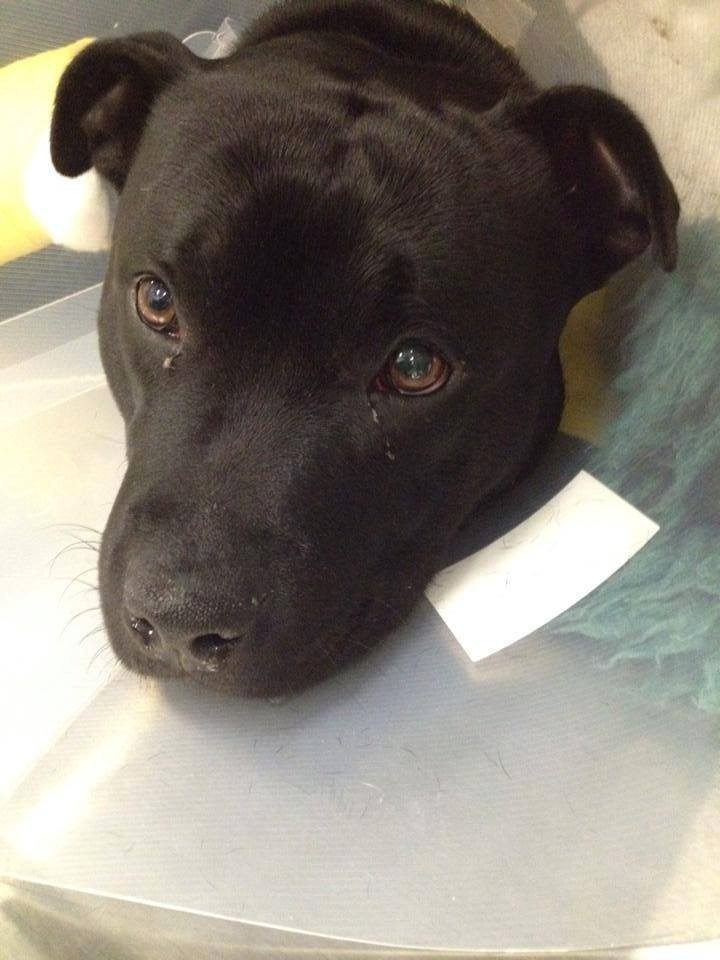 Sabu *the beautiful three legged staffy* - Medium Male Staffy Dog in ...