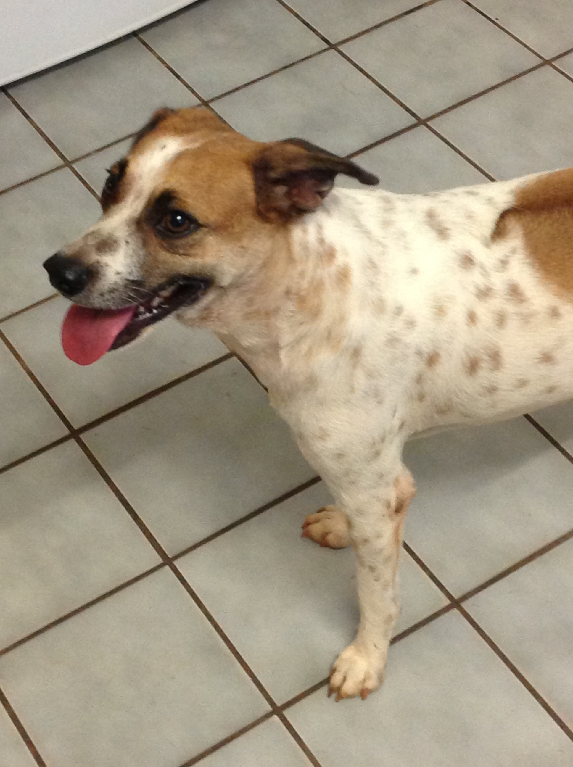 Fizzy - Small Male Jack Russell Terrier x Rhodesian Ridgeback Mix Dog ...