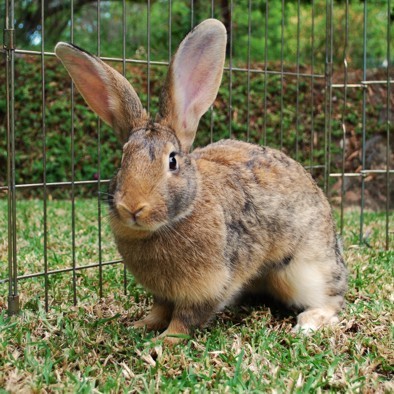 Skew-Whiff - Female Rabbit in NSW - PetRescue
