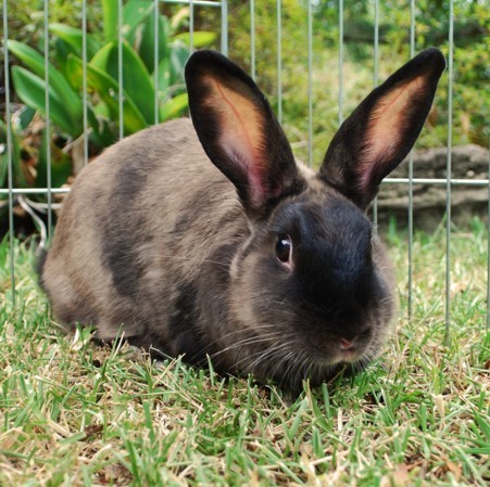Jesse - Female Rabbit in NSW - PetRescue