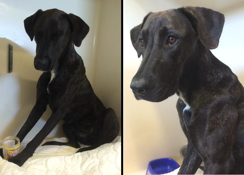 Poppy - Large Female Great Dane Mix Dog in QLD - PetRescue