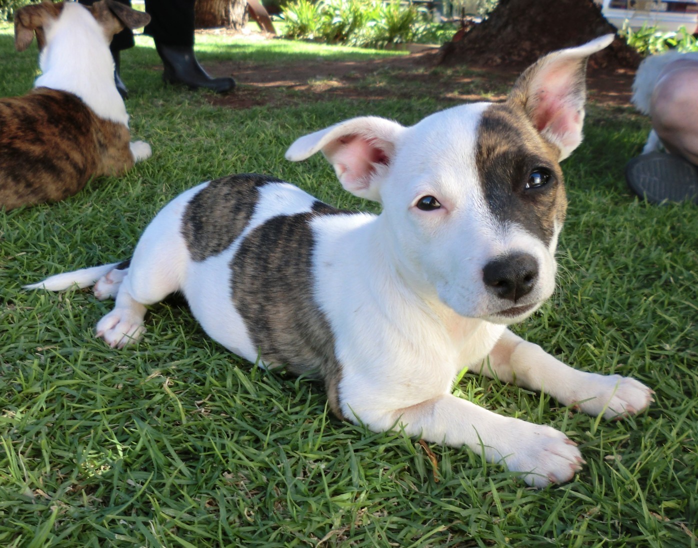 Lolly *On Trial in Her New Home* - Small Female Maltese x Shih Tzu x ...