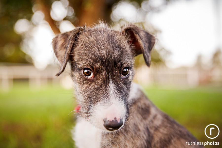 Aikido - Large Female Mixed Breed Dog Dog in NSW - PetRescue
