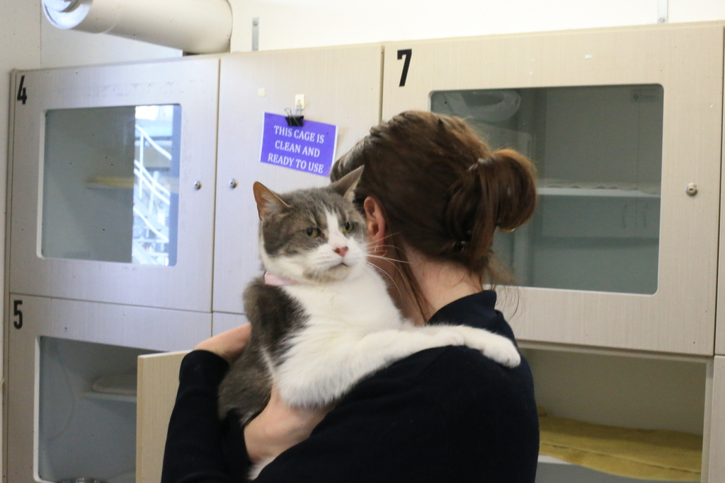 Snookie - Female Domestic Short Hair Mix Cat in VIC - PetRescue