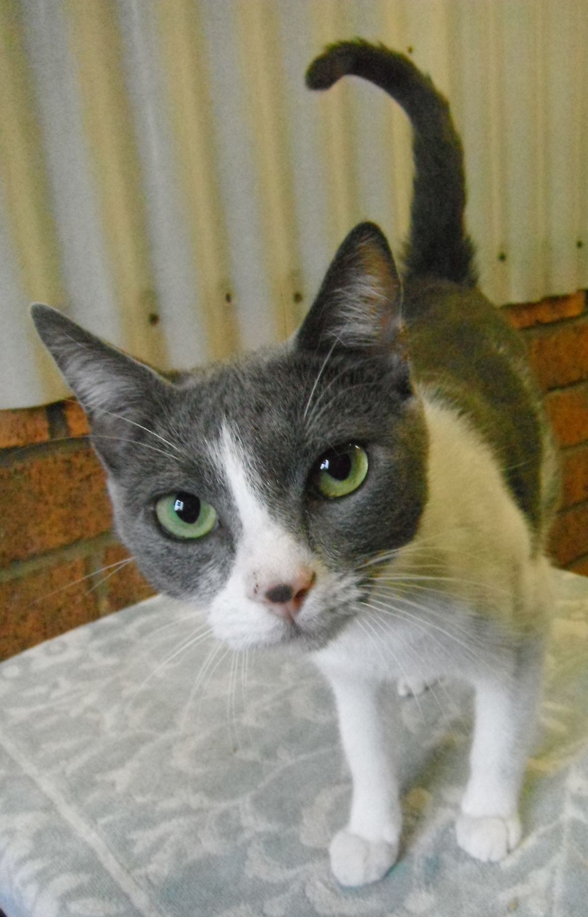 Thomasina - Female Domestic Short Hair Mix Cat in NSW - PetRescue