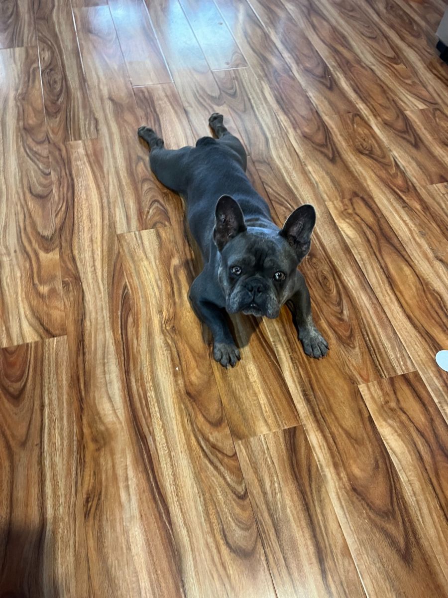 Frankie - Small Male French Bulldog Dog in NSW - PetRescue