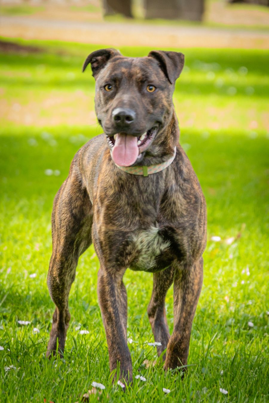Herb - Medium Male Staffy Mix Dog in VIC - PetRescue