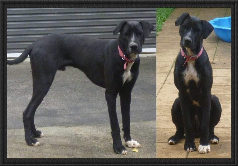Max - Large Male Great Dane x Irish Wolfhound Dog in VIC - PetRescue