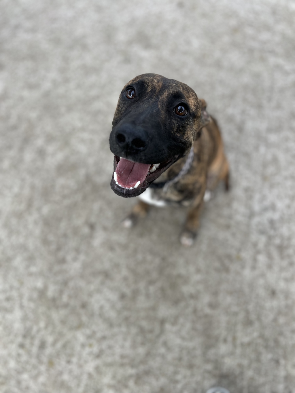 Bee - Medium Female Boxer x Whippet Mix Dog in VIC - PetRescue