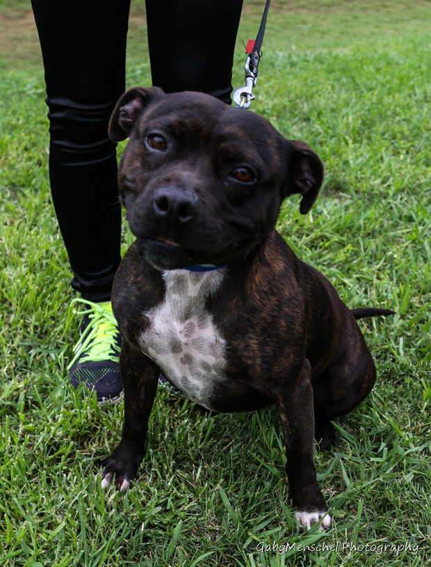 Roxy - Medium Female Staffi Mix Dog in NSW - PetRescue