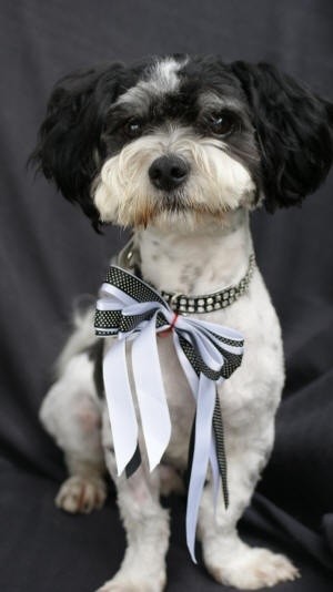 Julius - Small Male Maltese x Shih Tzu Dog in NSW - PetRescue