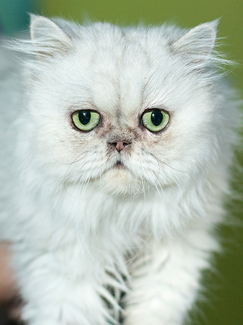 Lilly - Female Chinchilla x Persian Mix Cat in QLD - PetRescue