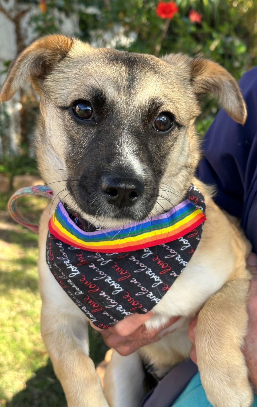 Pip - Small Female Australian terrier Mix Dog in NSW - PetRescue