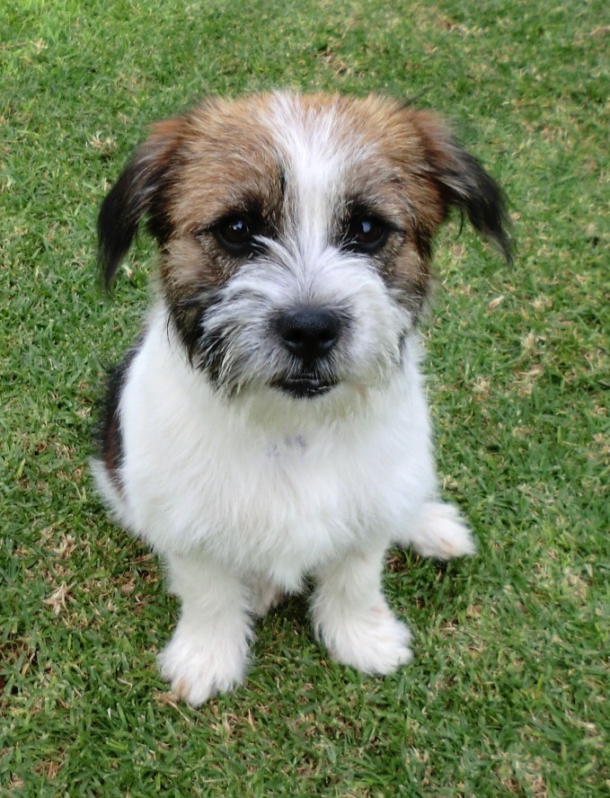 Jack Russell Shih Tzu Mix