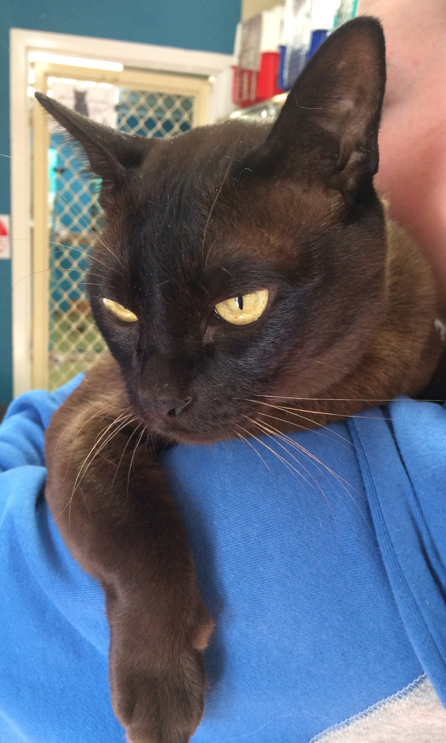 Coco - Male Burmese Mix Cat in ACT - PetRescue