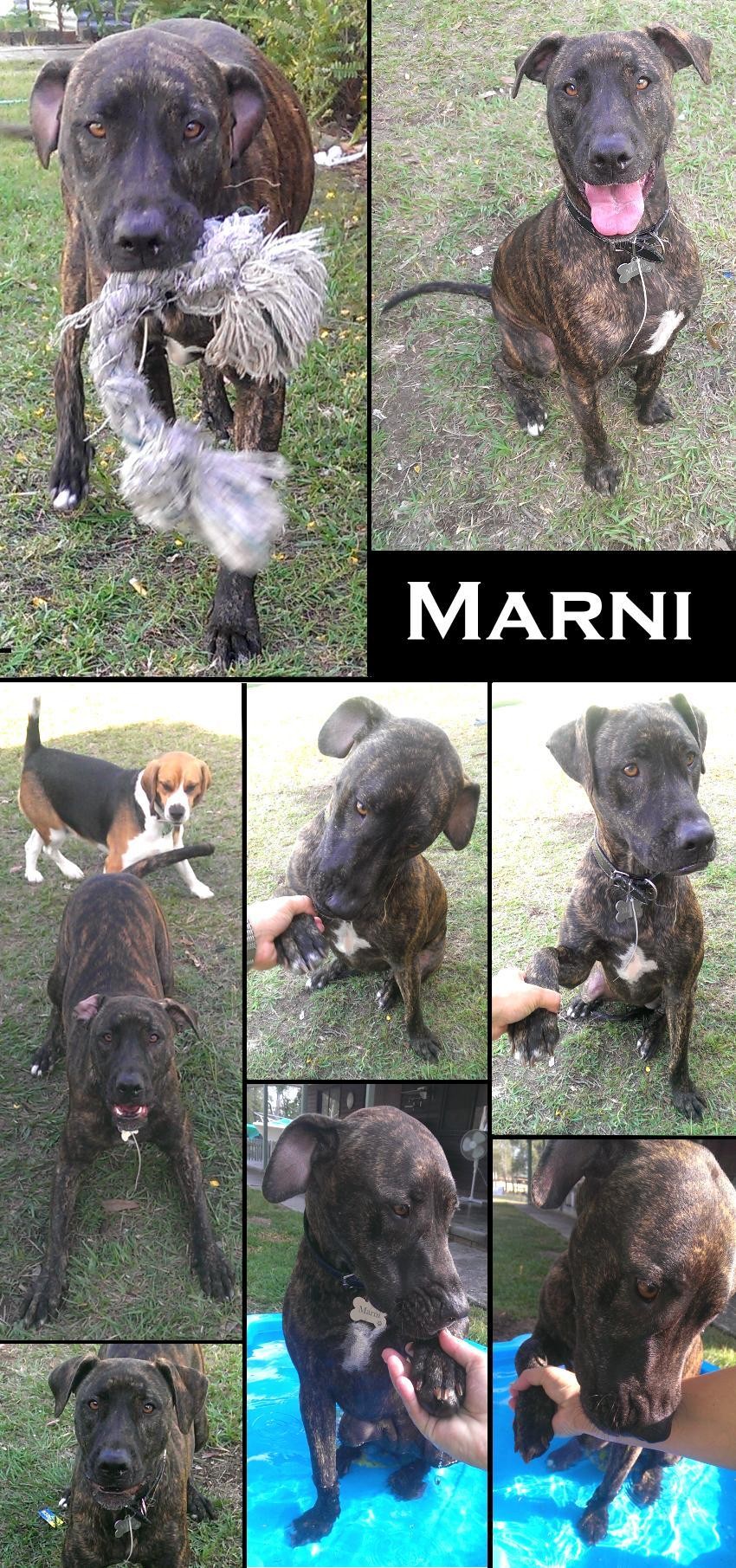 Marni - Medium Female Bull Arab Dog in QLD - PetRescue