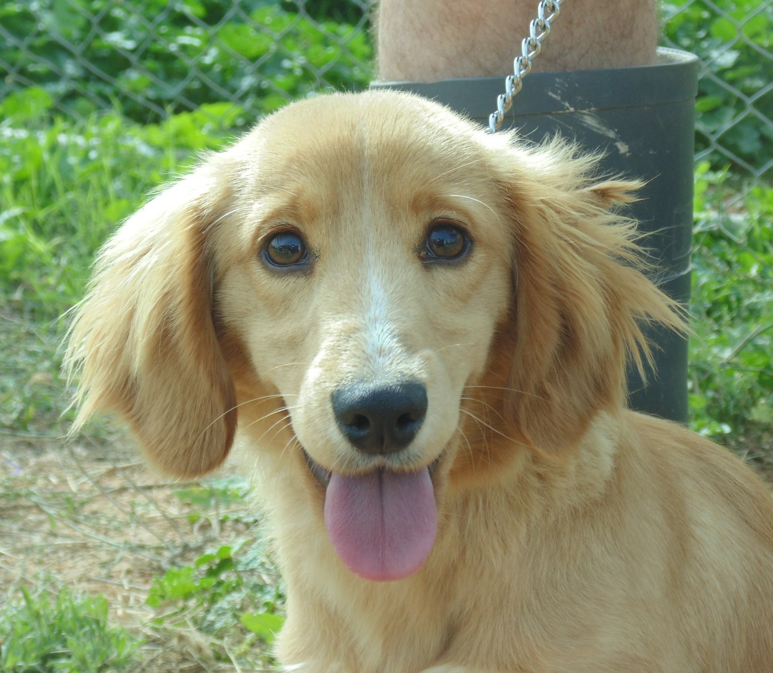 Byron *On Trial in His New Home* - Small Male Cocker Spaniel, English x ...