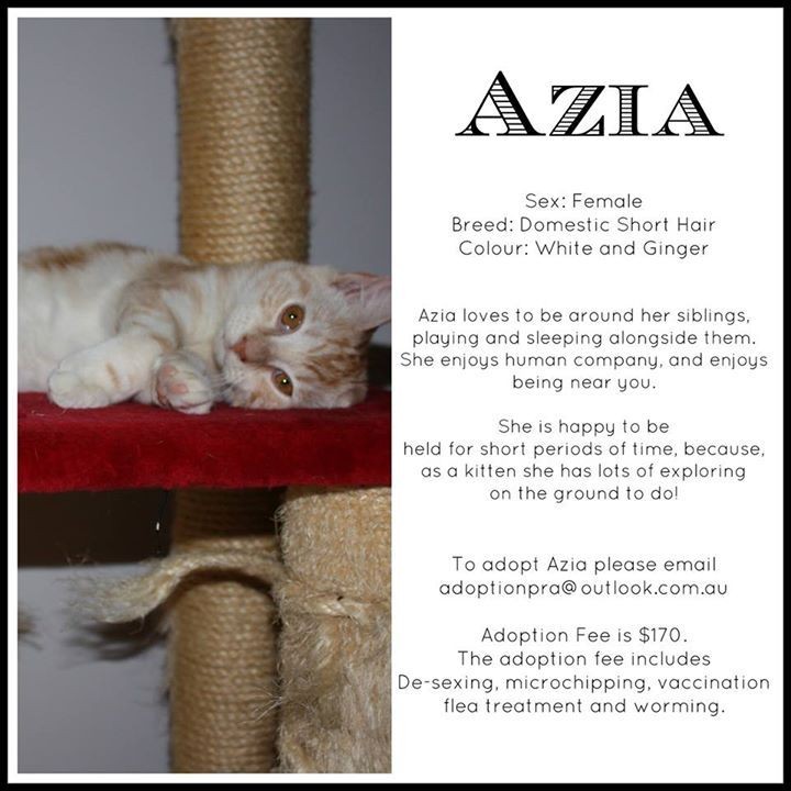 AK0379 - Azia - Female Domestic Short Hair Cat in WA - PetRescue
