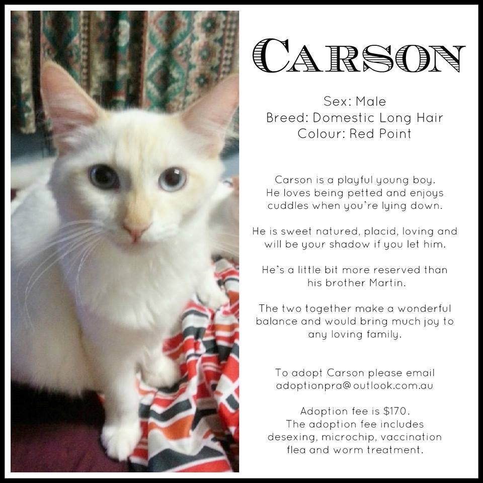 AK0411 - Carson - Male Domestic Short Hair Cat in WA - PetRescue
