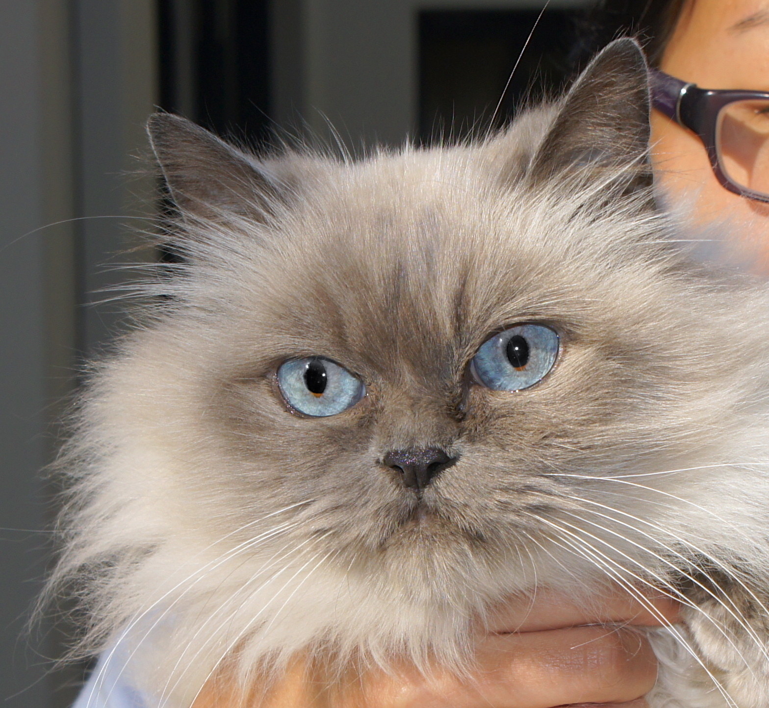 Himmie - Female Himalayan Cat in NSW - PetRescue