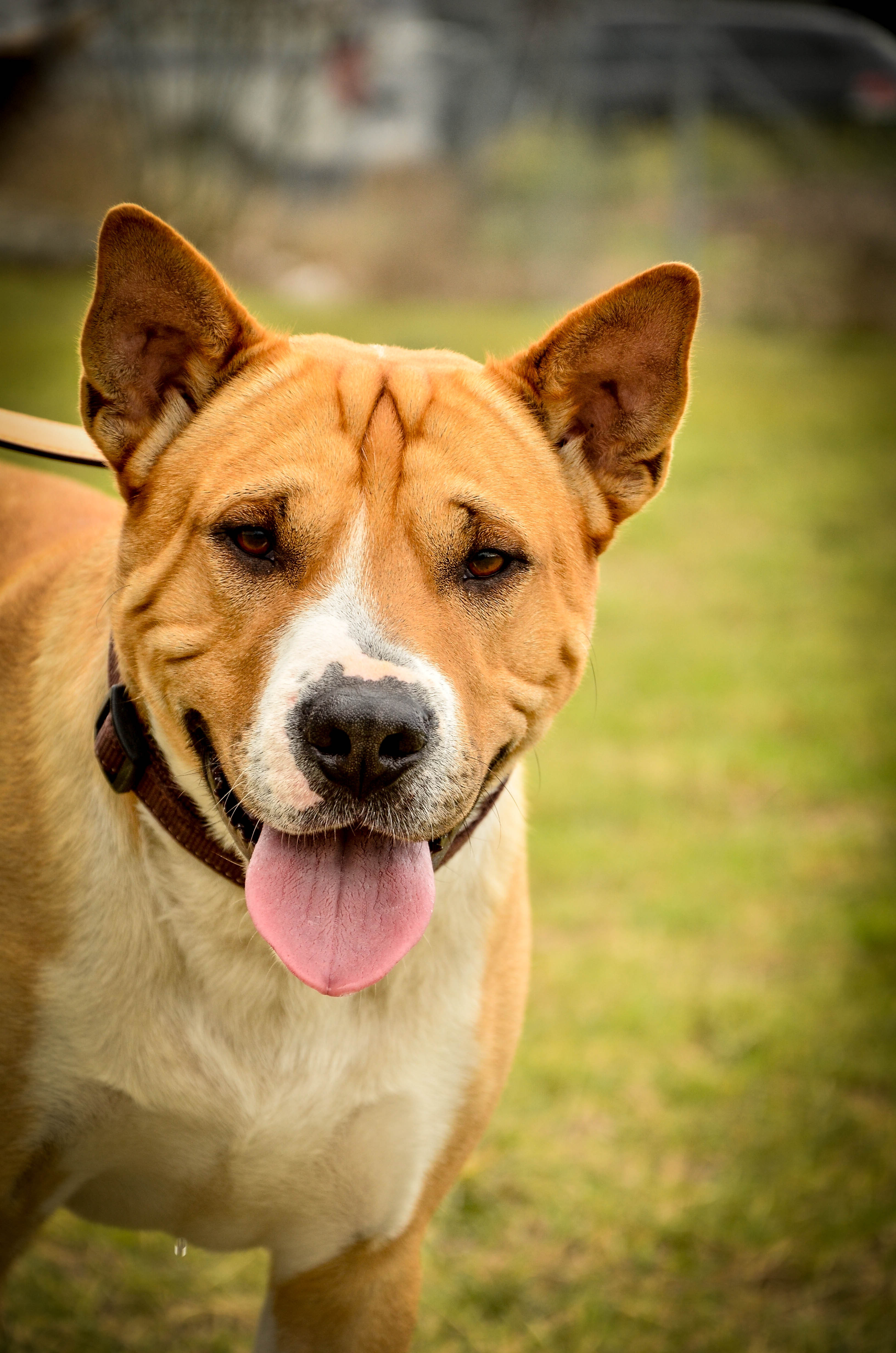 Sandy: Friendly and Fun Loving - Medium Male Akita Mix Dog in VIC ...
